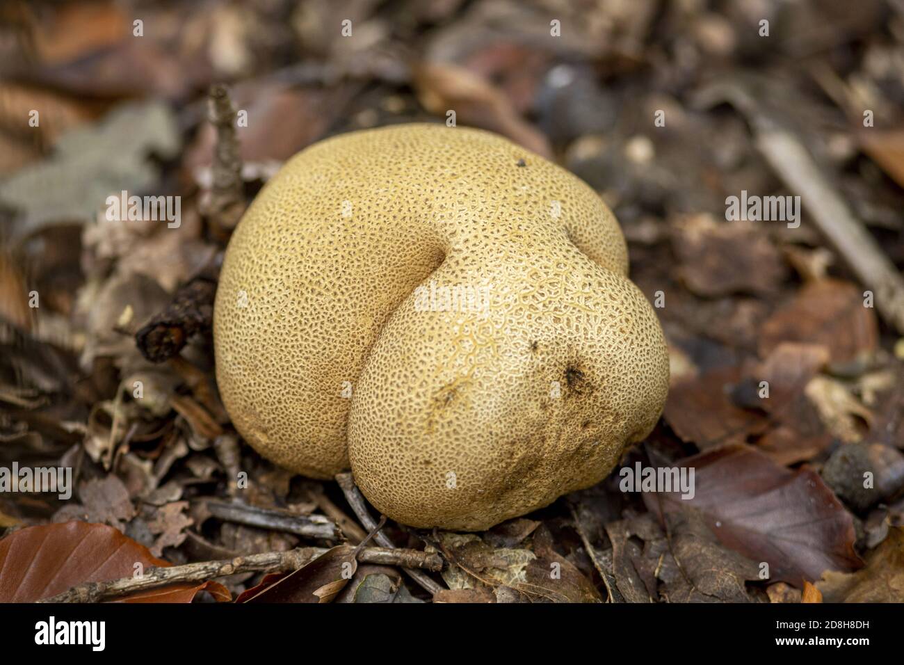 Mushroom autumn fall season concept Stock Photo - Alamy