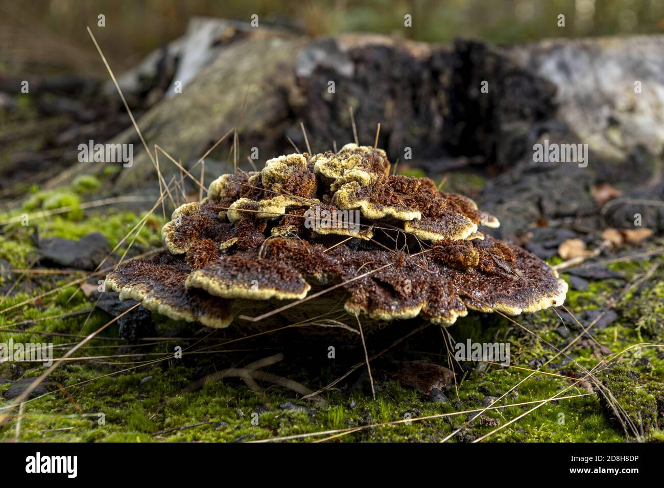 Mushroom autumn fall season concept Stock Photo - Alamy