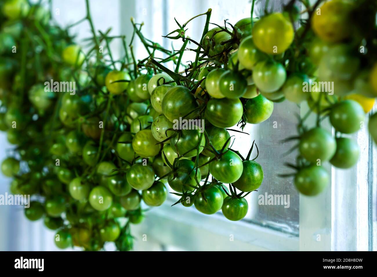 Hanging tomatoes window hi-res stock photography and images - Alamy