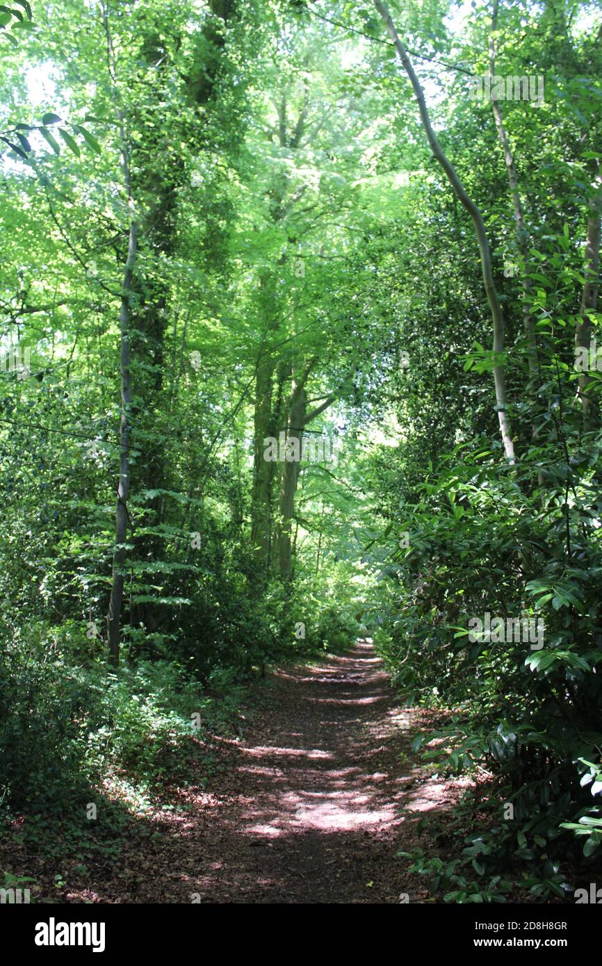 arch of trees Stock Photo - Alamy