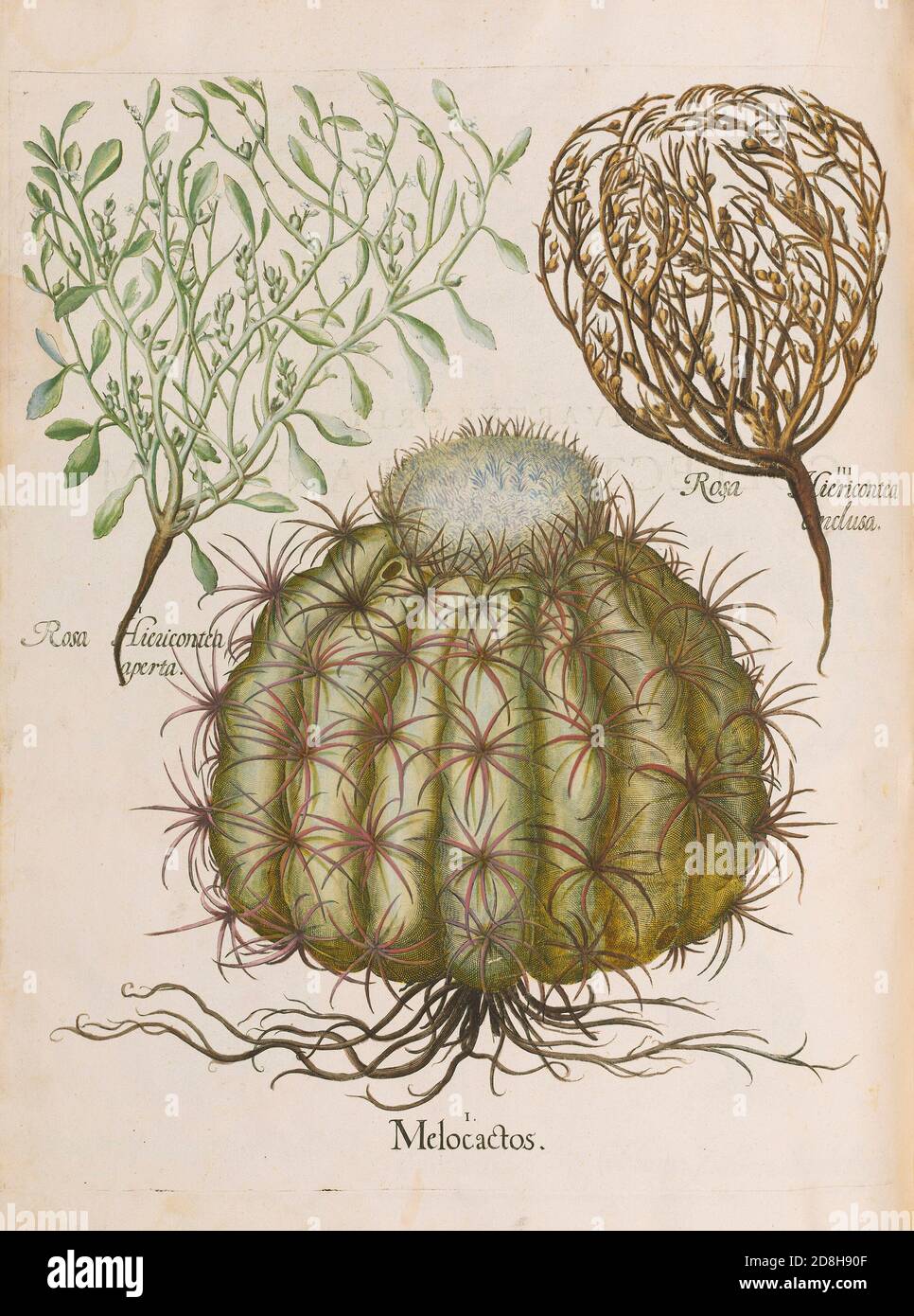 Cactus Botanical Drawing