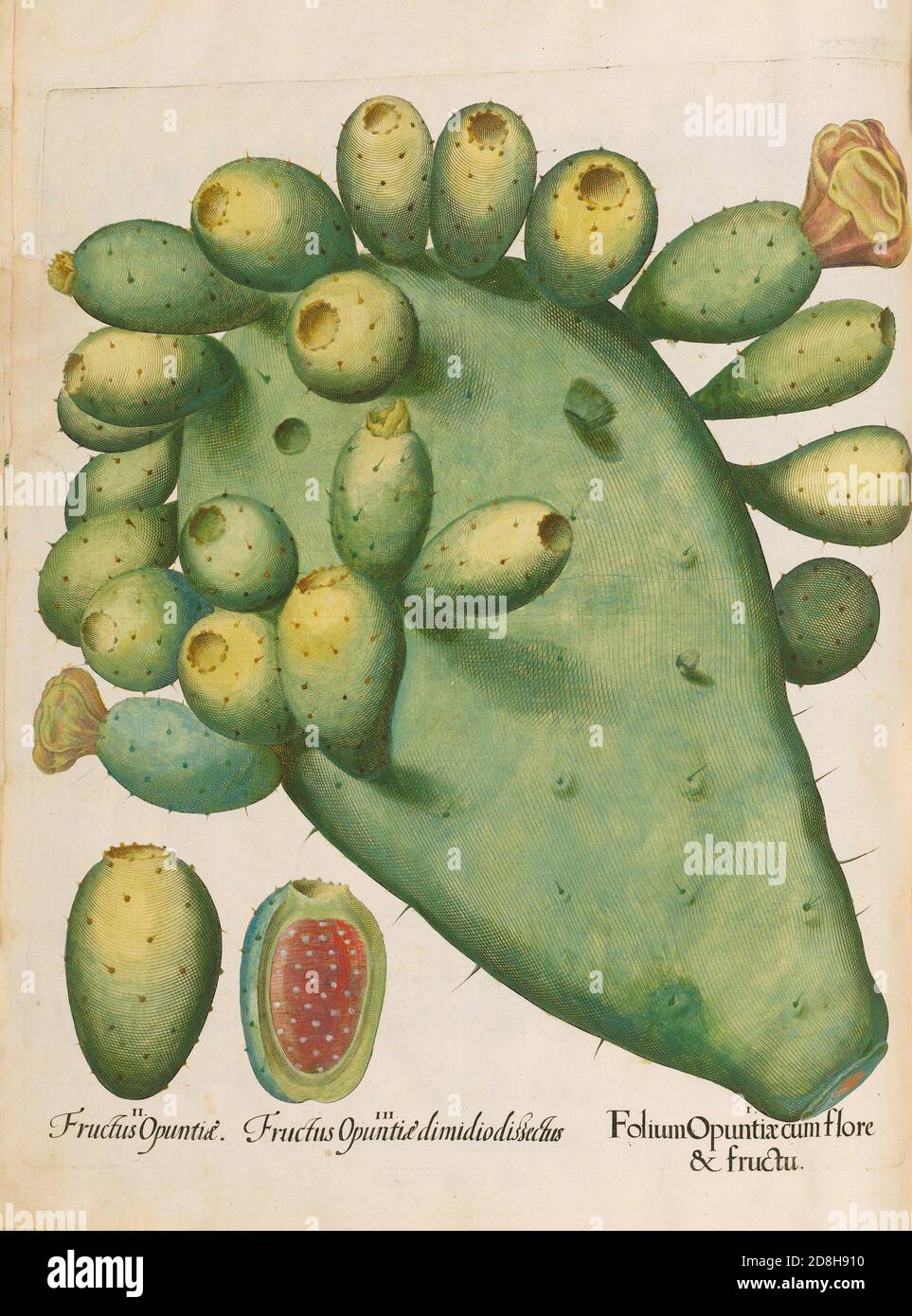 Fructus Opuntia, botanical illustration by Basil Besler from the The ...