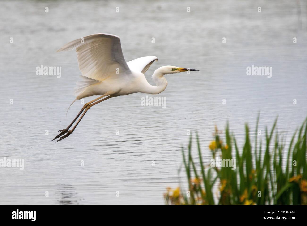 Great White Egret flying Stock Photo - Alamy