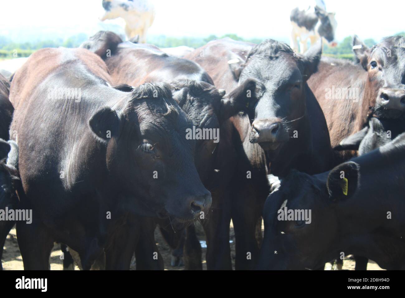 Black cows crowd Stock Photo - Alamy