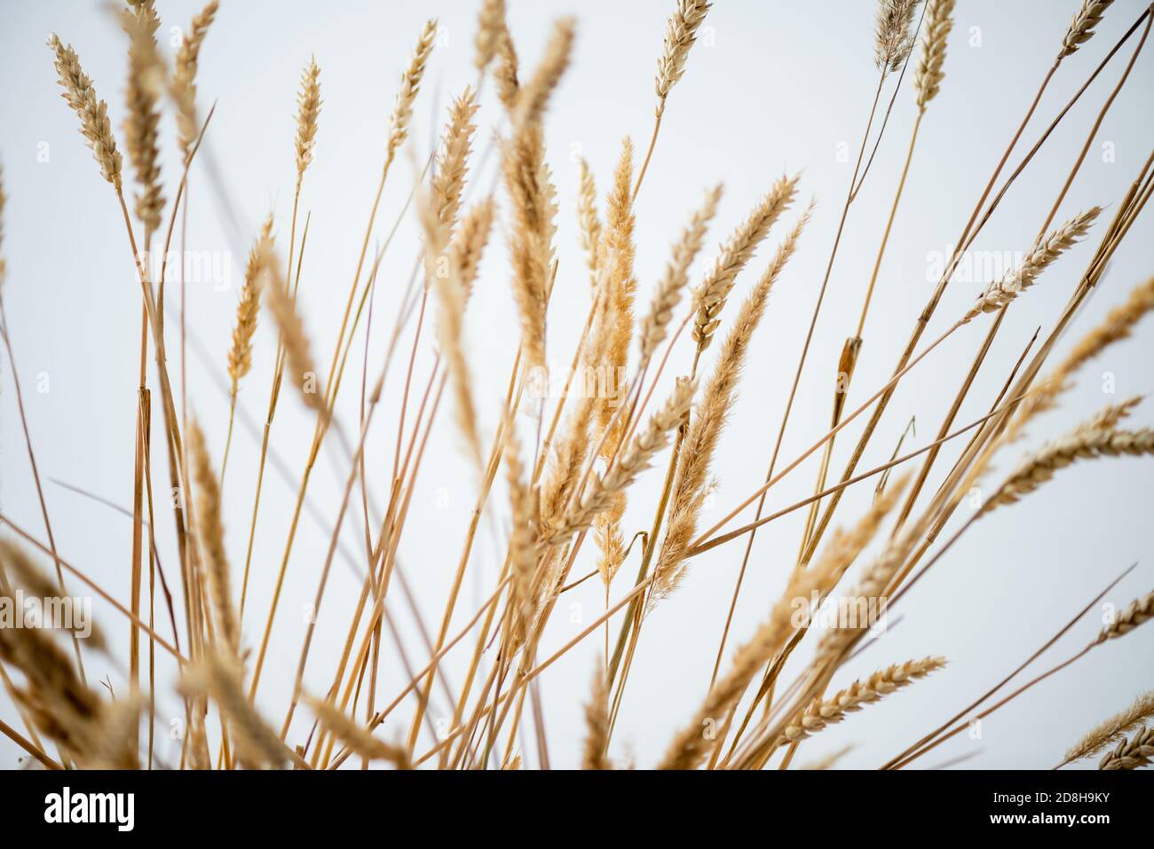 bunch of golden barley on white background Stock Photo - Alamy