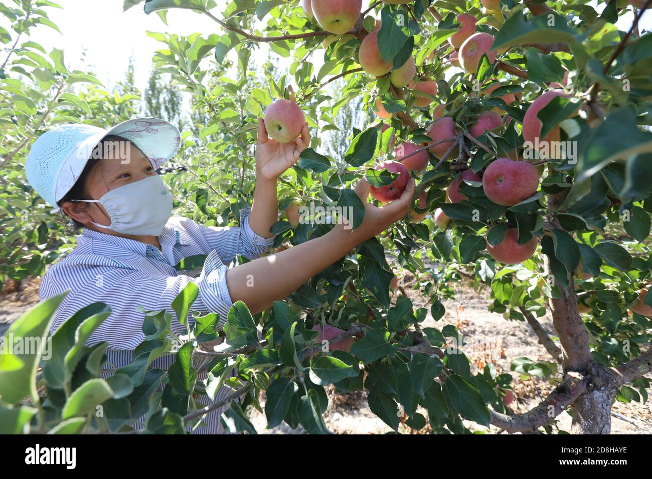 People collect honeycrisp apples in an apple farm in Shuanghe, north ...