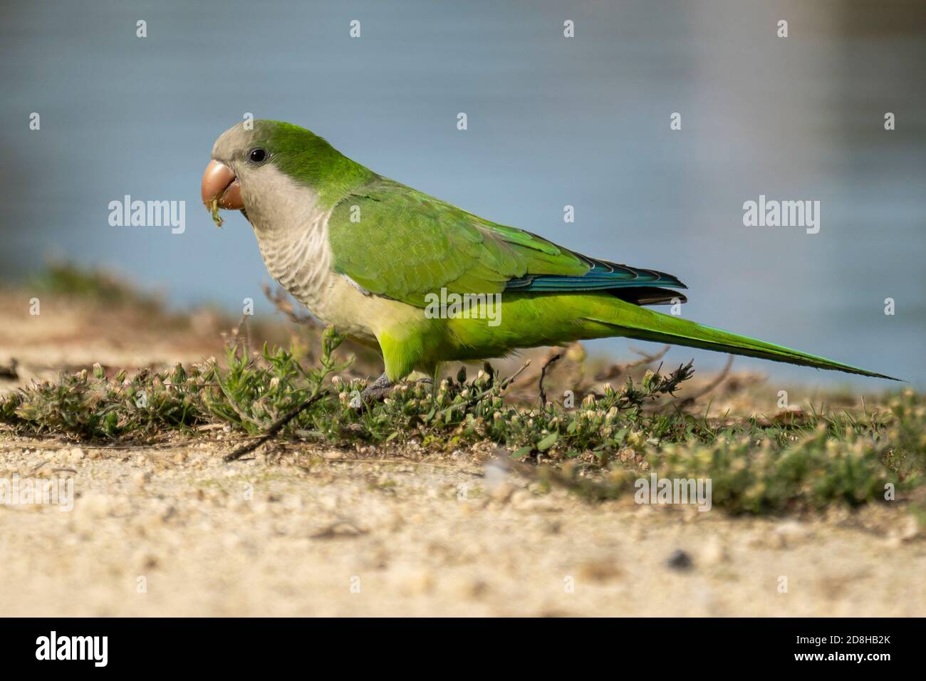 Monk Parakeet Myiopsitta monachus Costa Ballena Cadiz Spain Stock Photo ...