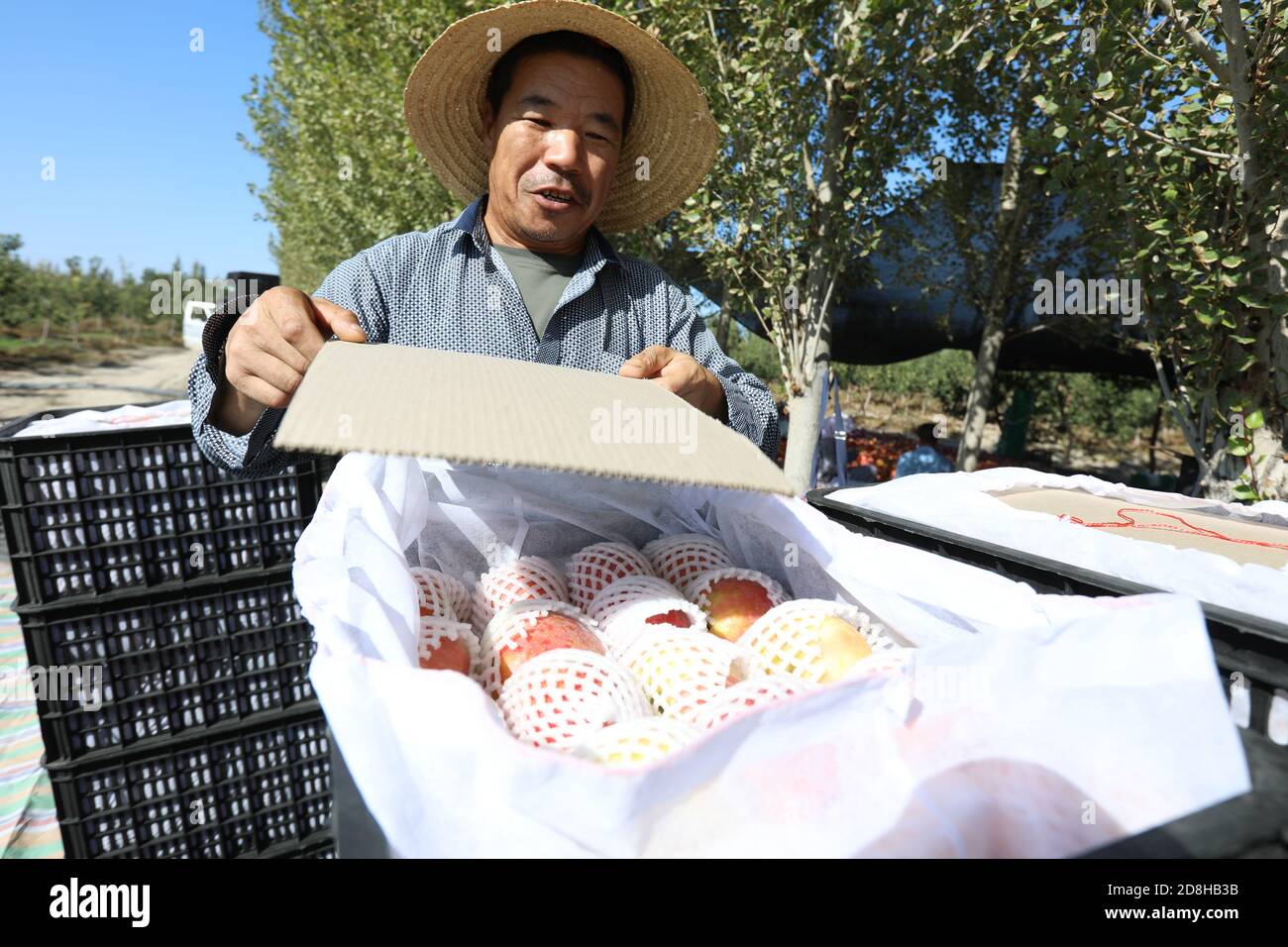 People collect honeycrisp apples in an apple farm in Shuanghe, north ...