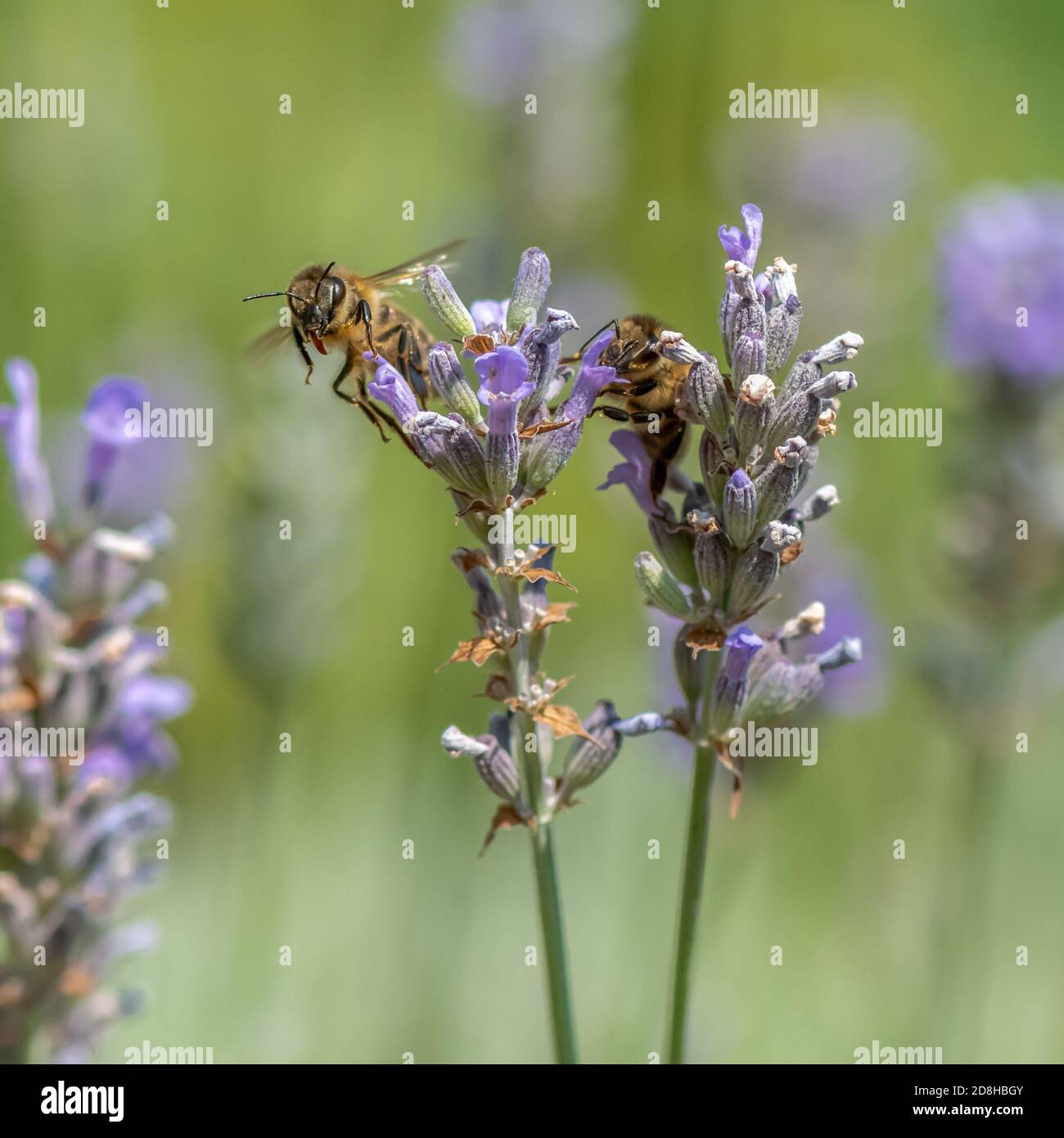 Proboscis extended, a honey bee hovers above the flowers of a spica ...
