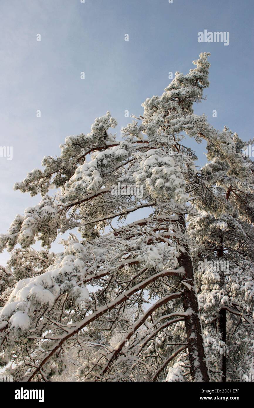 Frozen pine tree Stock Photo - Alamy