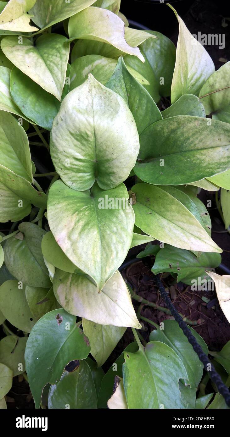 Money plant home decoration interior hi-res stock photography and ...