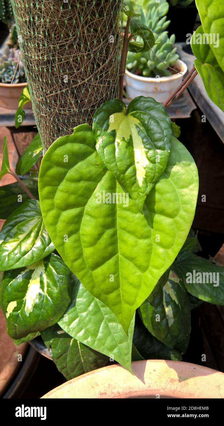Betel quid hi-res stock photography and images - Alamy