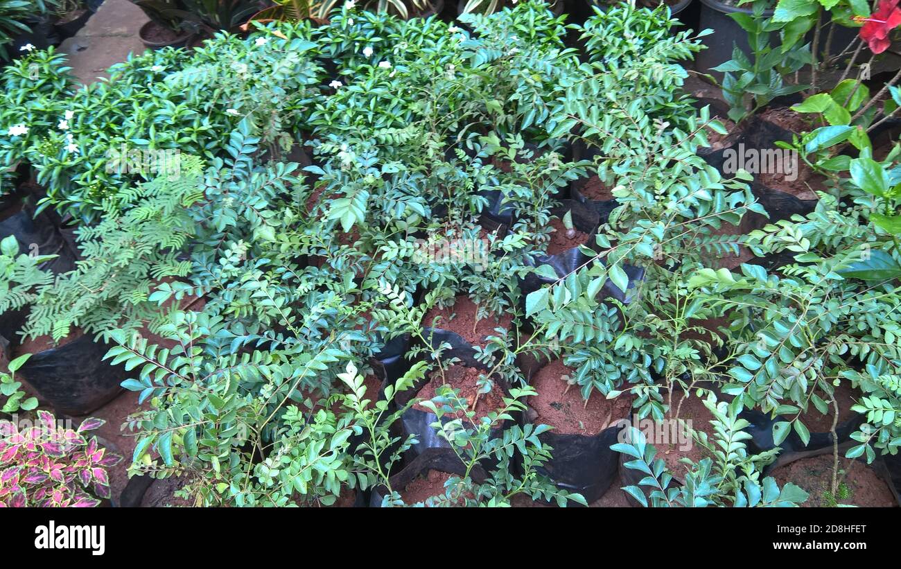 curry leaves of curry tree also known as Murraya koenigi and kadi patta ...
