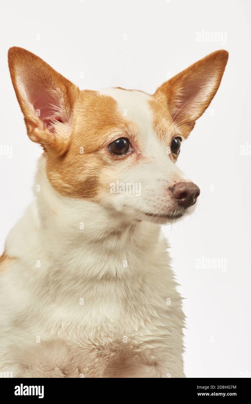 Serious jack russell terrier hi-res stock photography and images - Alamy