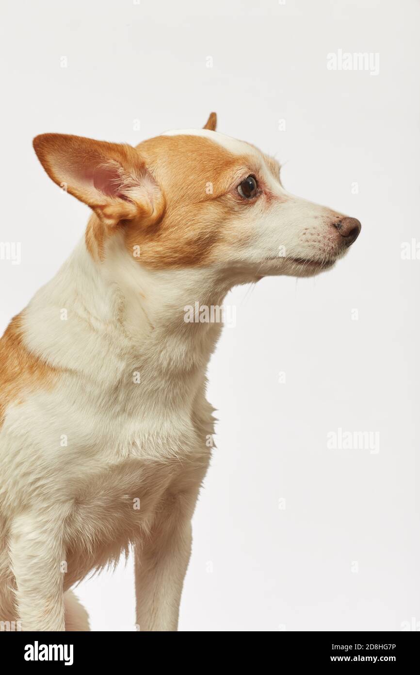 serious jack russell terrier dog on white background Stock Photo - Alamy