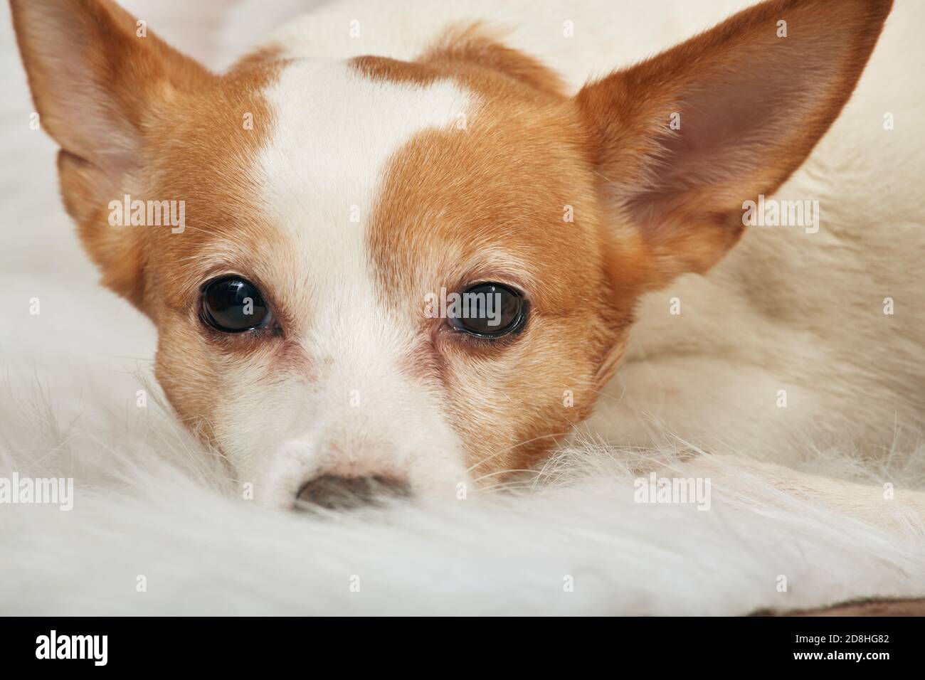 sad jack russell terrier dog lying on fur closeup portrait Stock Photo ...