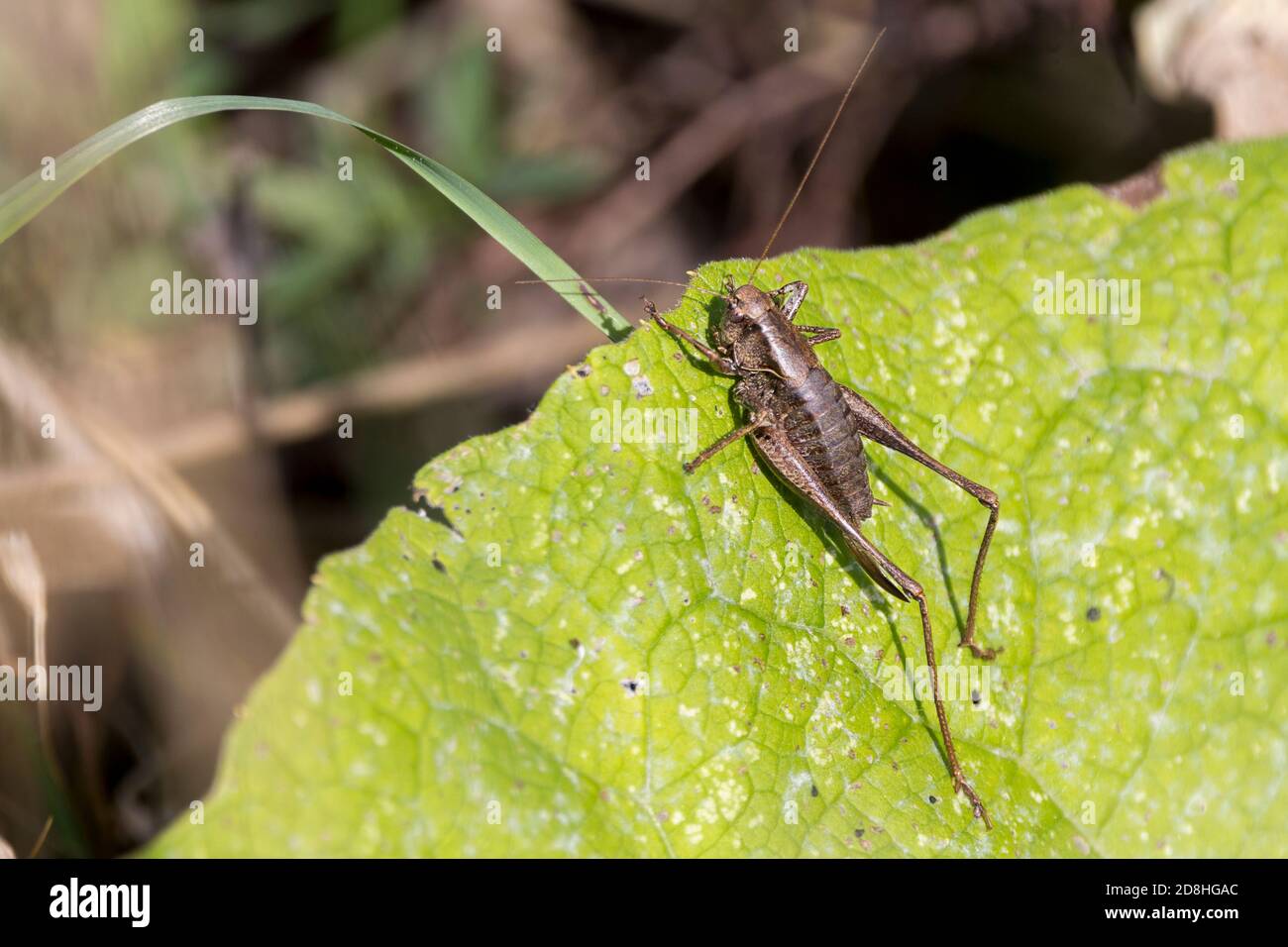 Dark brown marbled bush cricket hi-res stock photography and images - Alamy