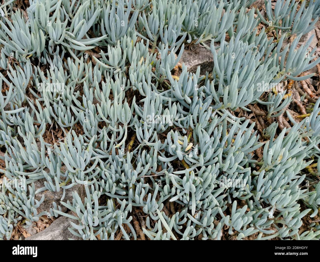 Blue chalksticks hi-res stock photography and images - Alamy