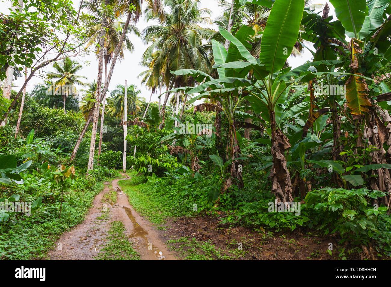 Dominican republic walk forest hi-res stock photography and images - Alamy