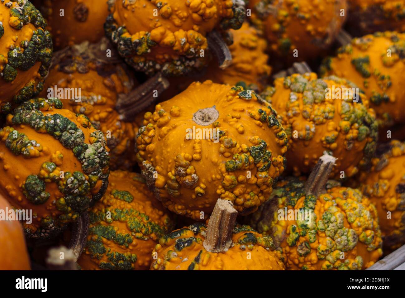 Knucklehead pumpkins hi-res stock photography and images - Alamy
