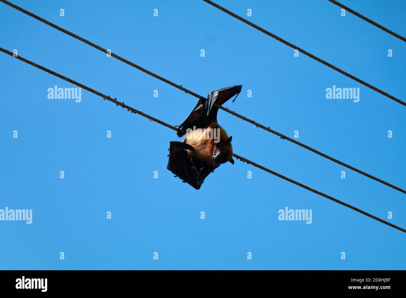 Funnel eared bats hi-res stock photography and images - Alamy