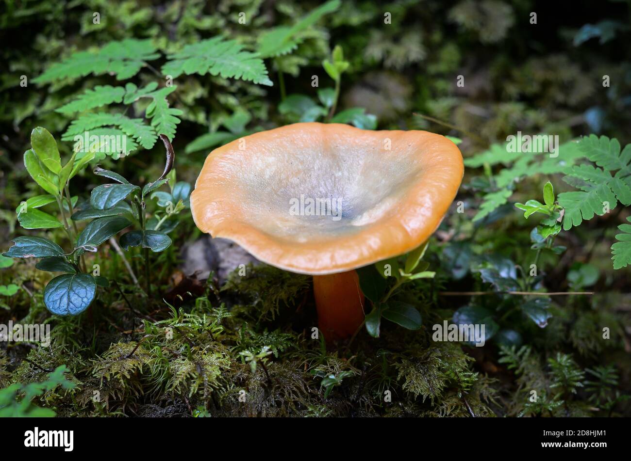 Brick tuft mushroom hi-res stock photography and images - Alamy