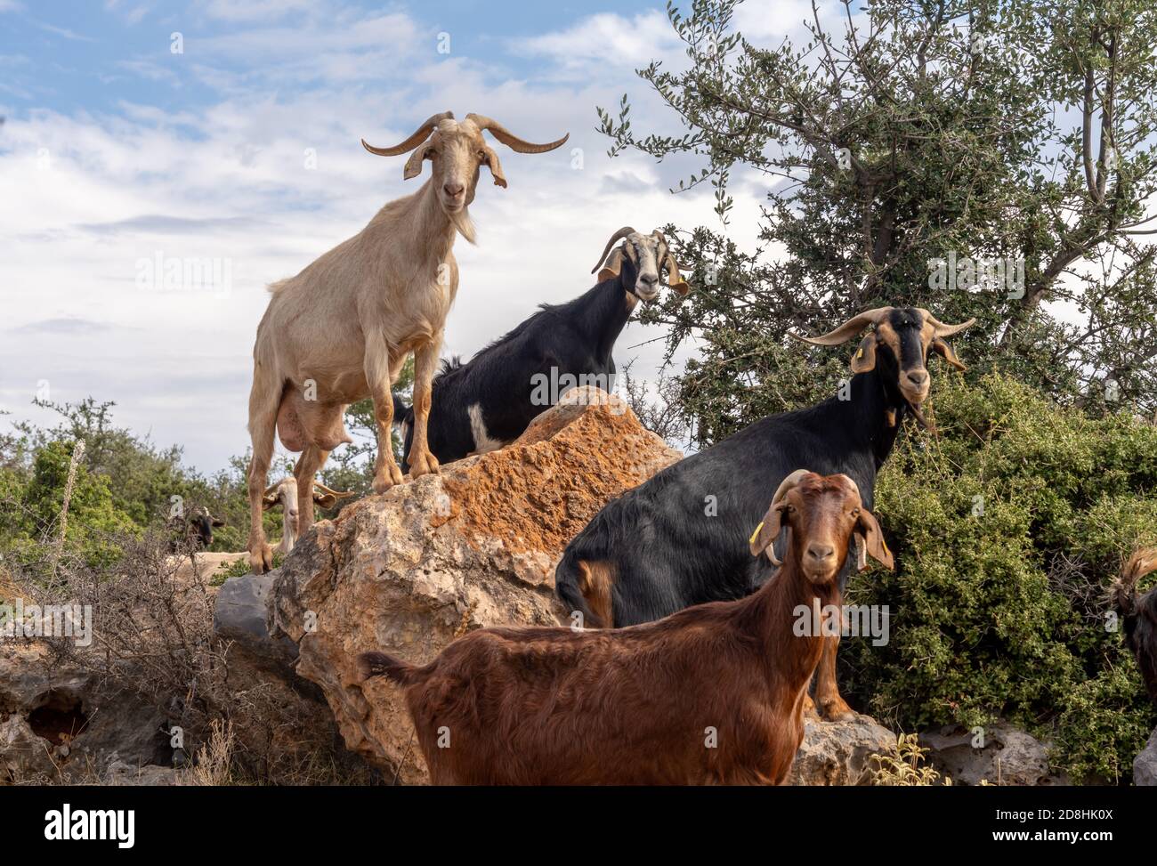 Fascinating encounters with goat herds on the back roads of the ...