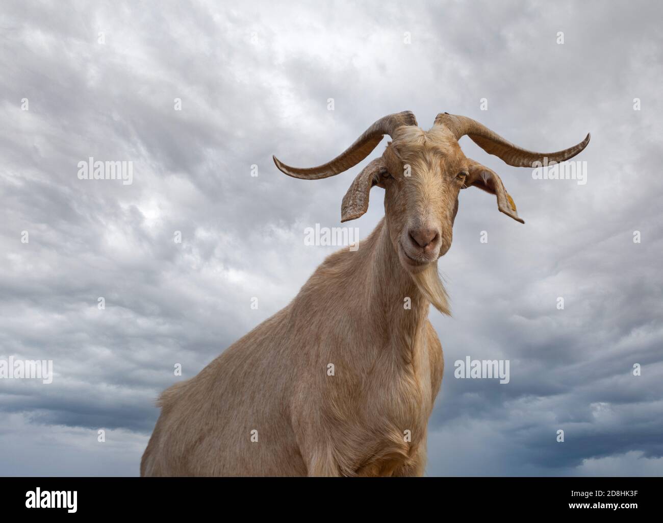 Fascinating encounters with goat herds on the back roads of the ...