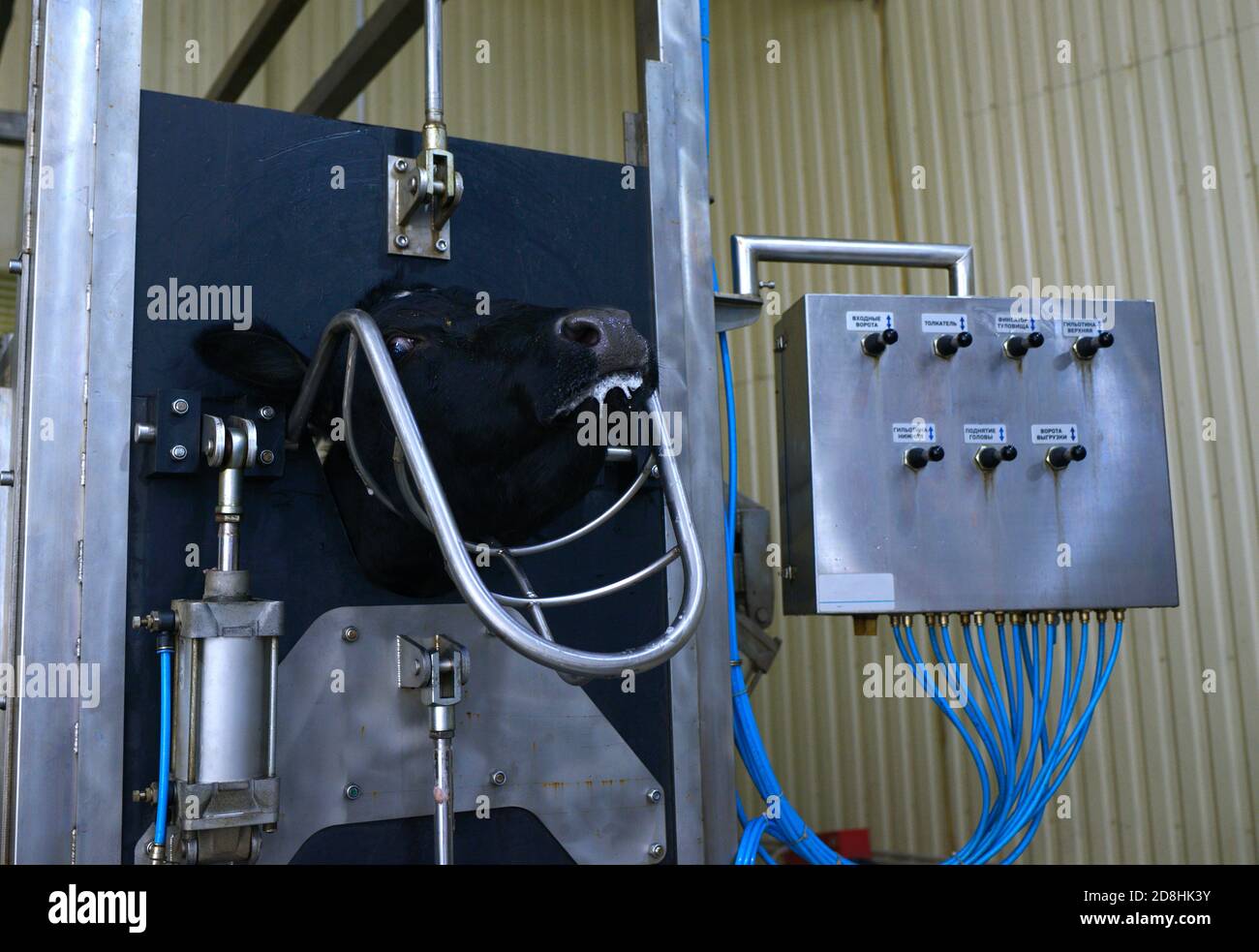 At the slaughterhouse. Head of a caw clutched by frame of a stunning ...