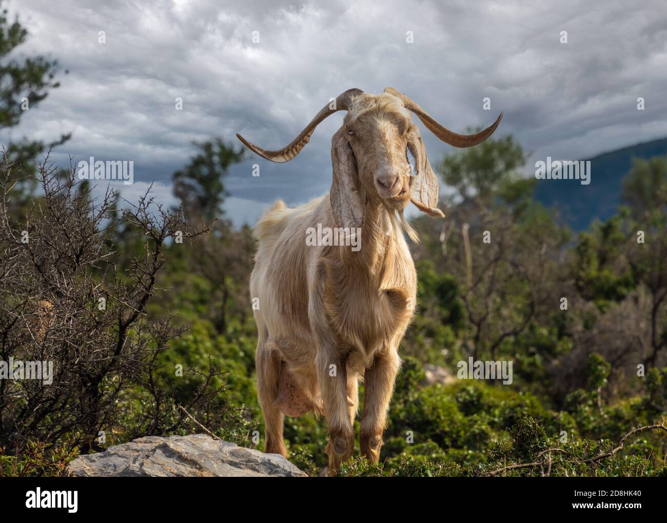 Vlahiki hi-res stock photography and images - Alamy