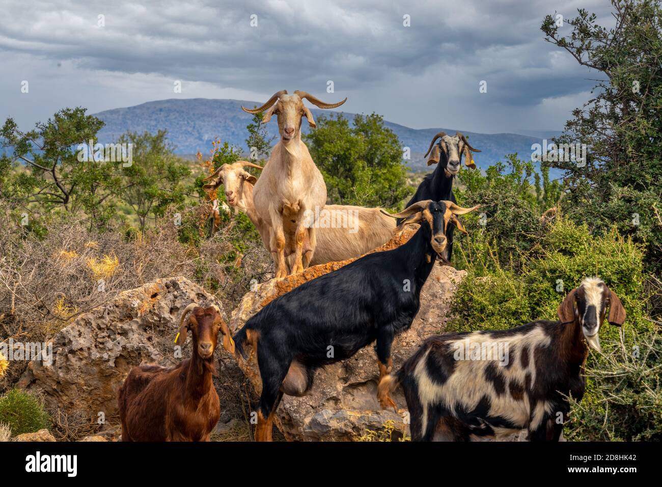 Vlahiki hi-res stock photography and images - Alamy