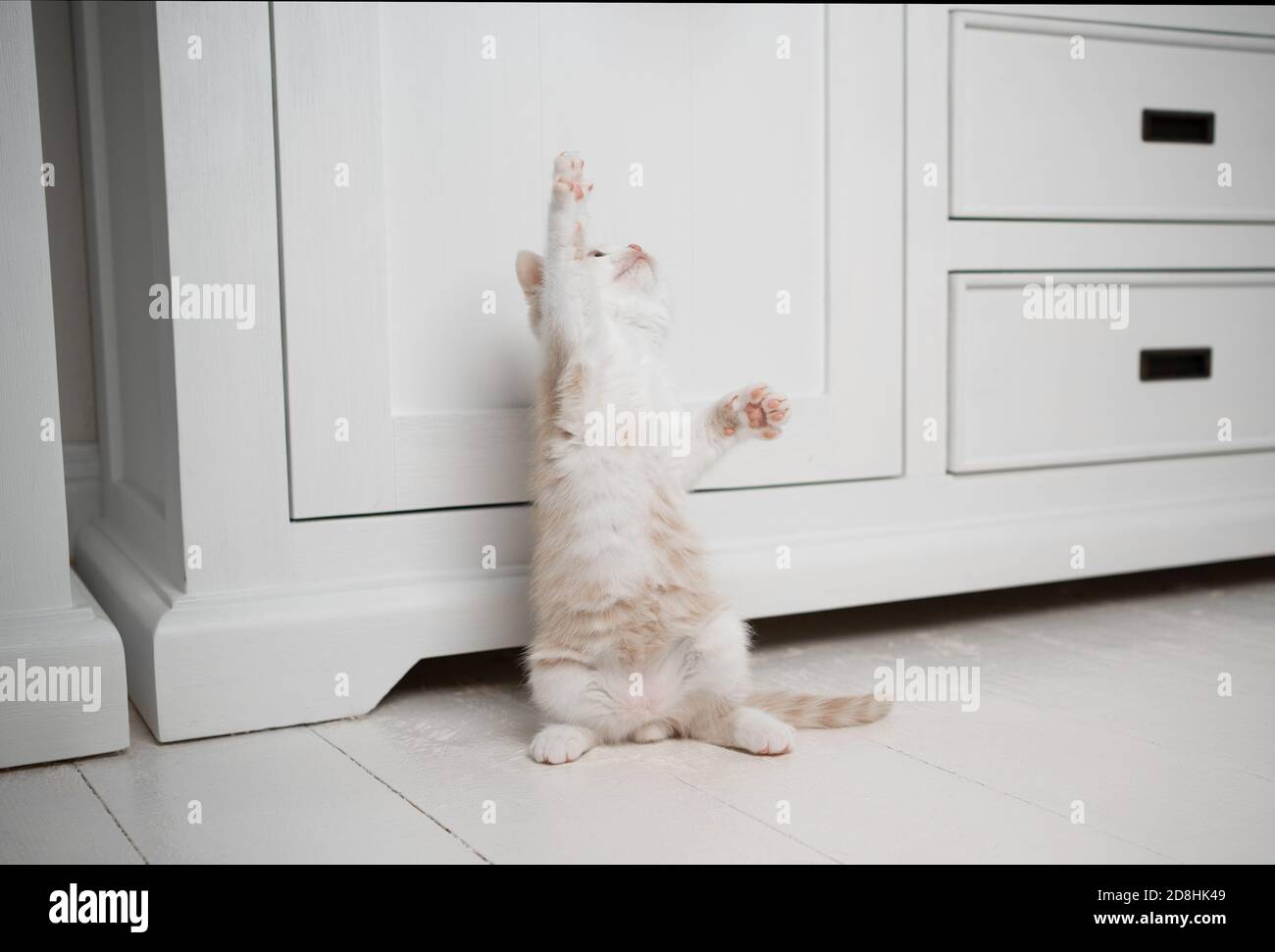 cream colored white british shorthair kitten playing rearing up raising ...