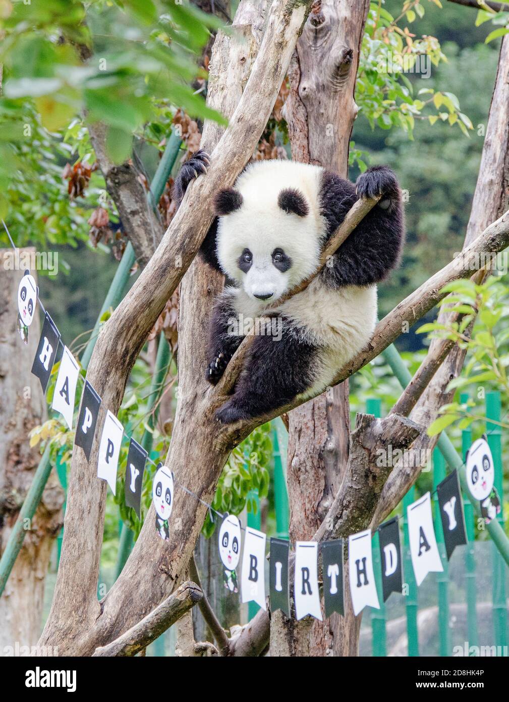 14 baby pandas born in 2019 celebrated their birthday together at the ...
