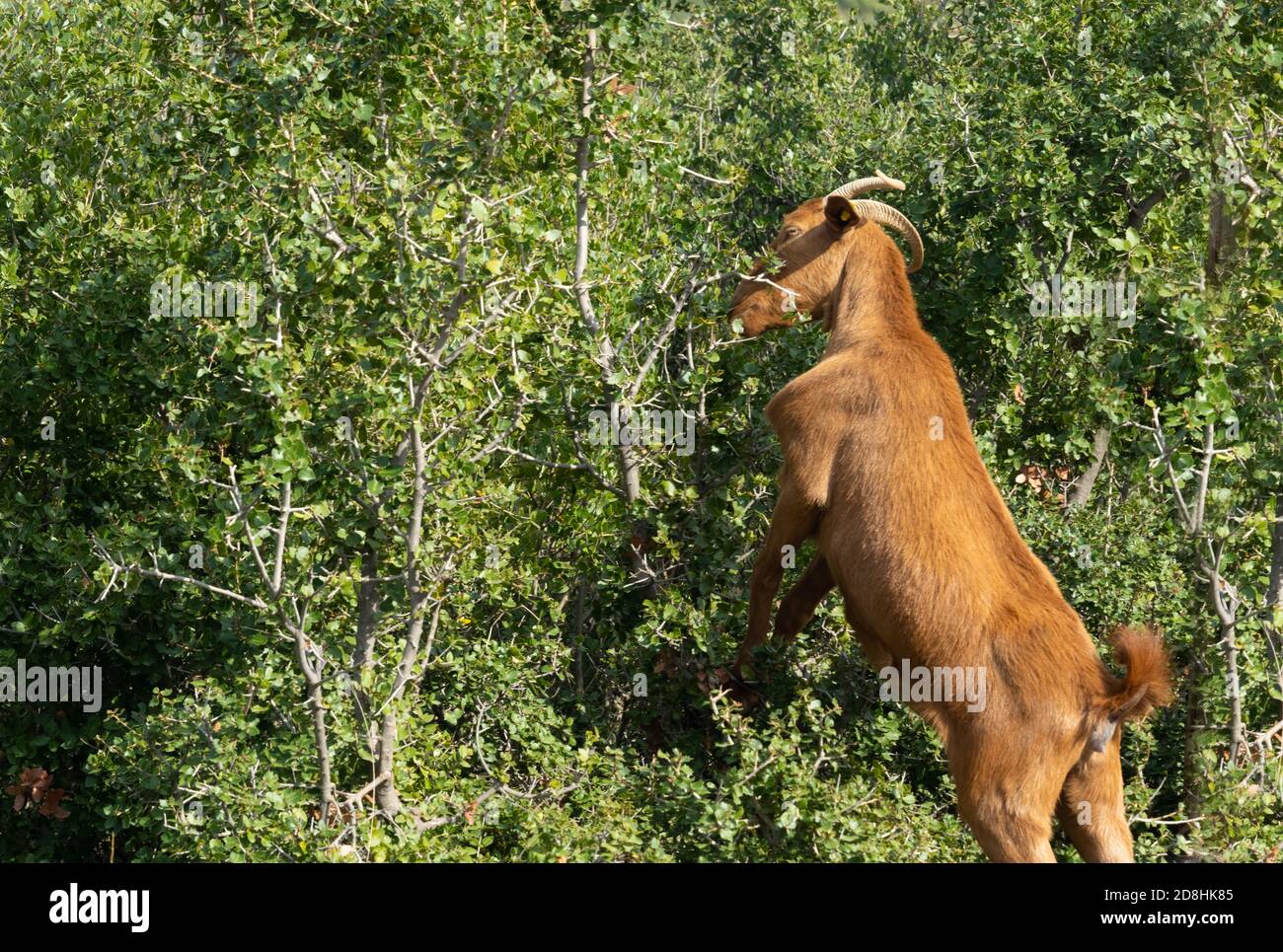 Fascinating encounters with goat herds on the back roads of the ...