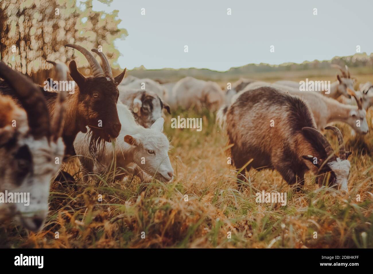 Golden hour animal hi-res stock photography and images - Alamy