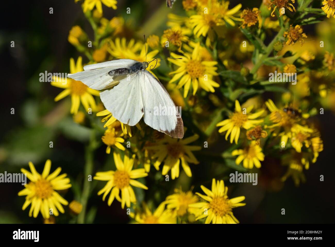 Macro photograph of a pair of specimens of Large white, also called ...