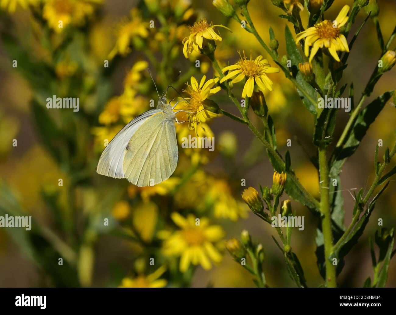 Macro photograph of a pair of specimens of Large white, also called ...