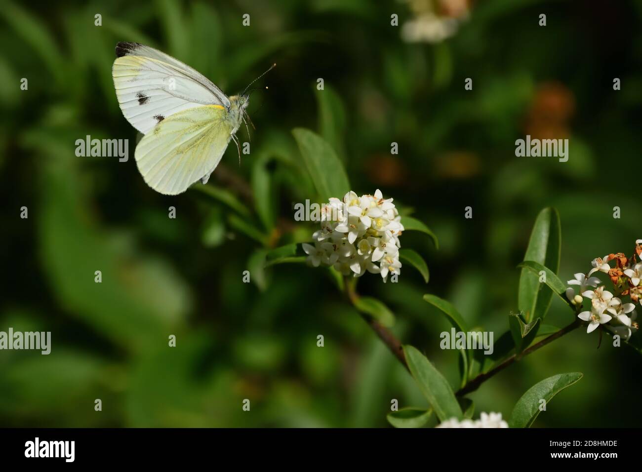 Macro photograph of an isolated specimen of Green-veined white (Pieris ...