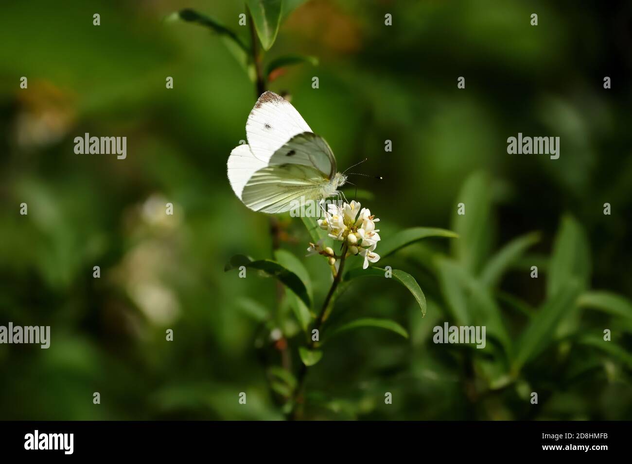 Macro photograph of an isolated specimen of Green-veined white (Pieris ...
