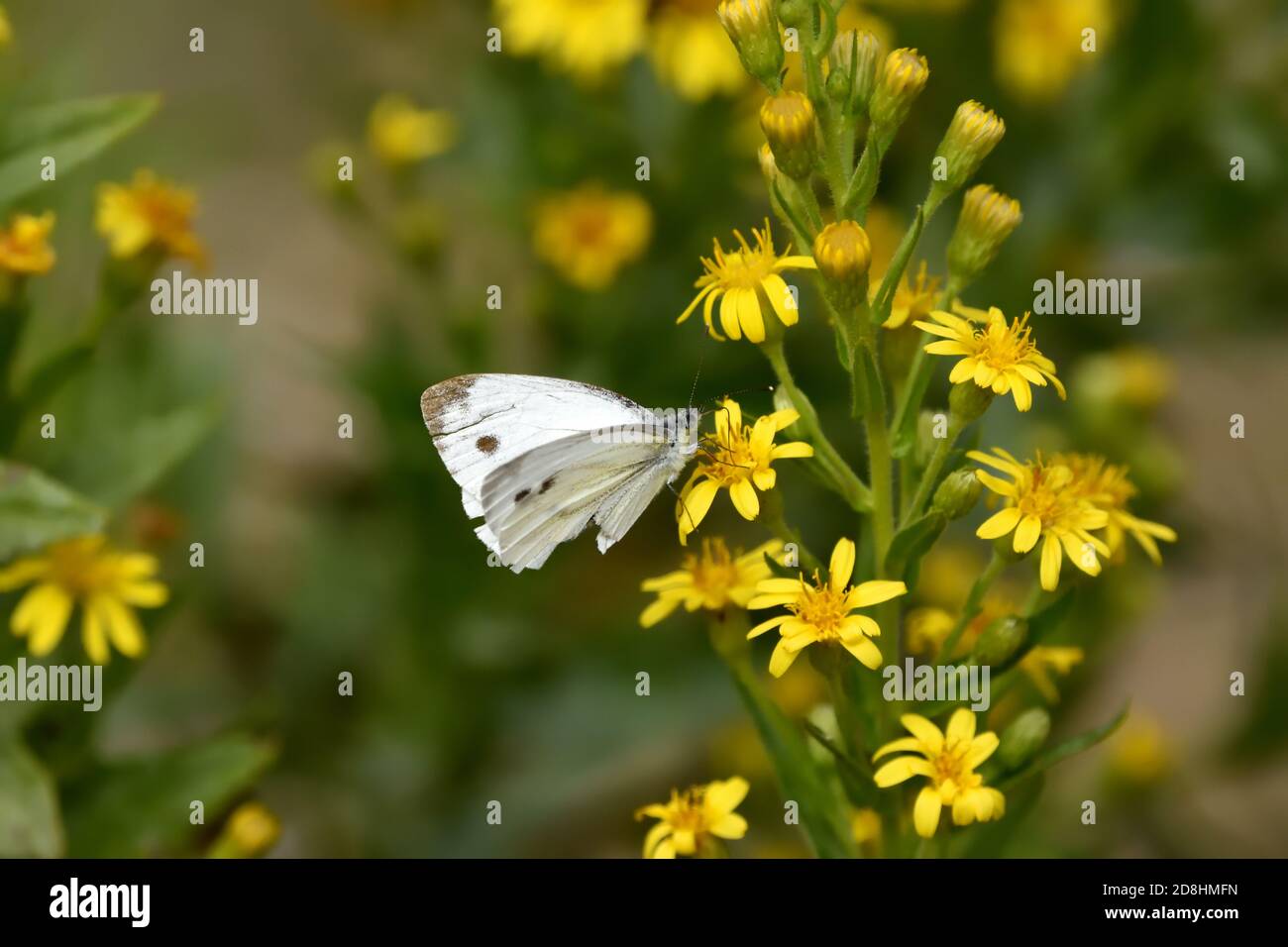 Macro photograph of an isolated specimen of Green-veined white (Pieris ...