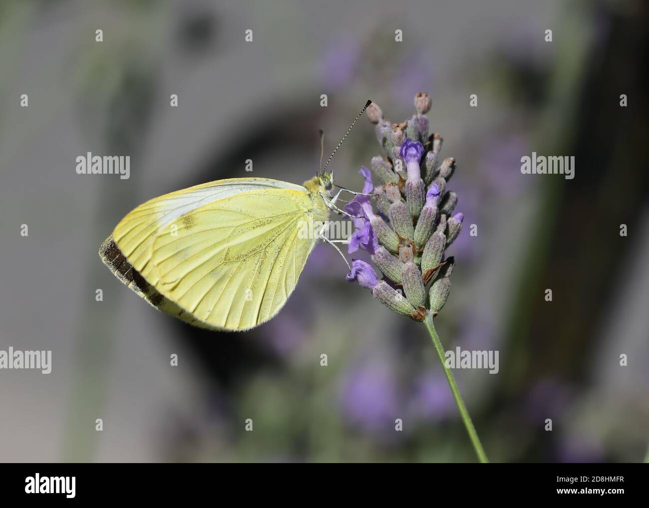 Macro photograph of an isolated specimen of Green-veined white (Pieris ...
