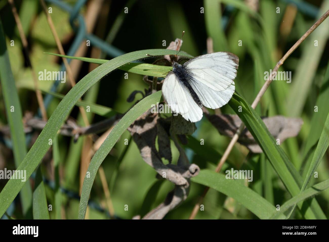 Macro photograph of an isolated specimen of Green-veined white (Pieris ...