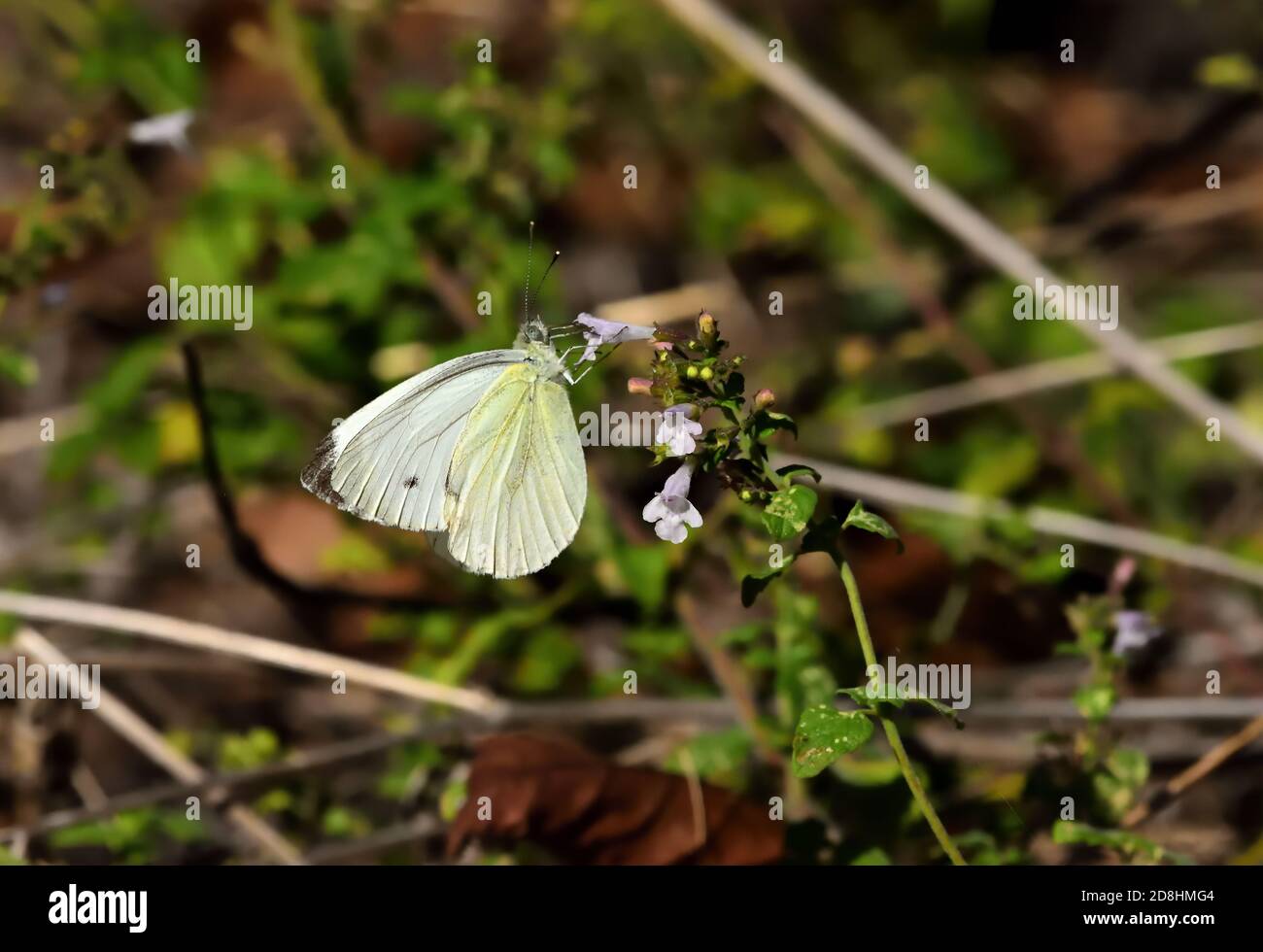 Macro photograph of an isolated specimen of Green-veined white (Pieris ...