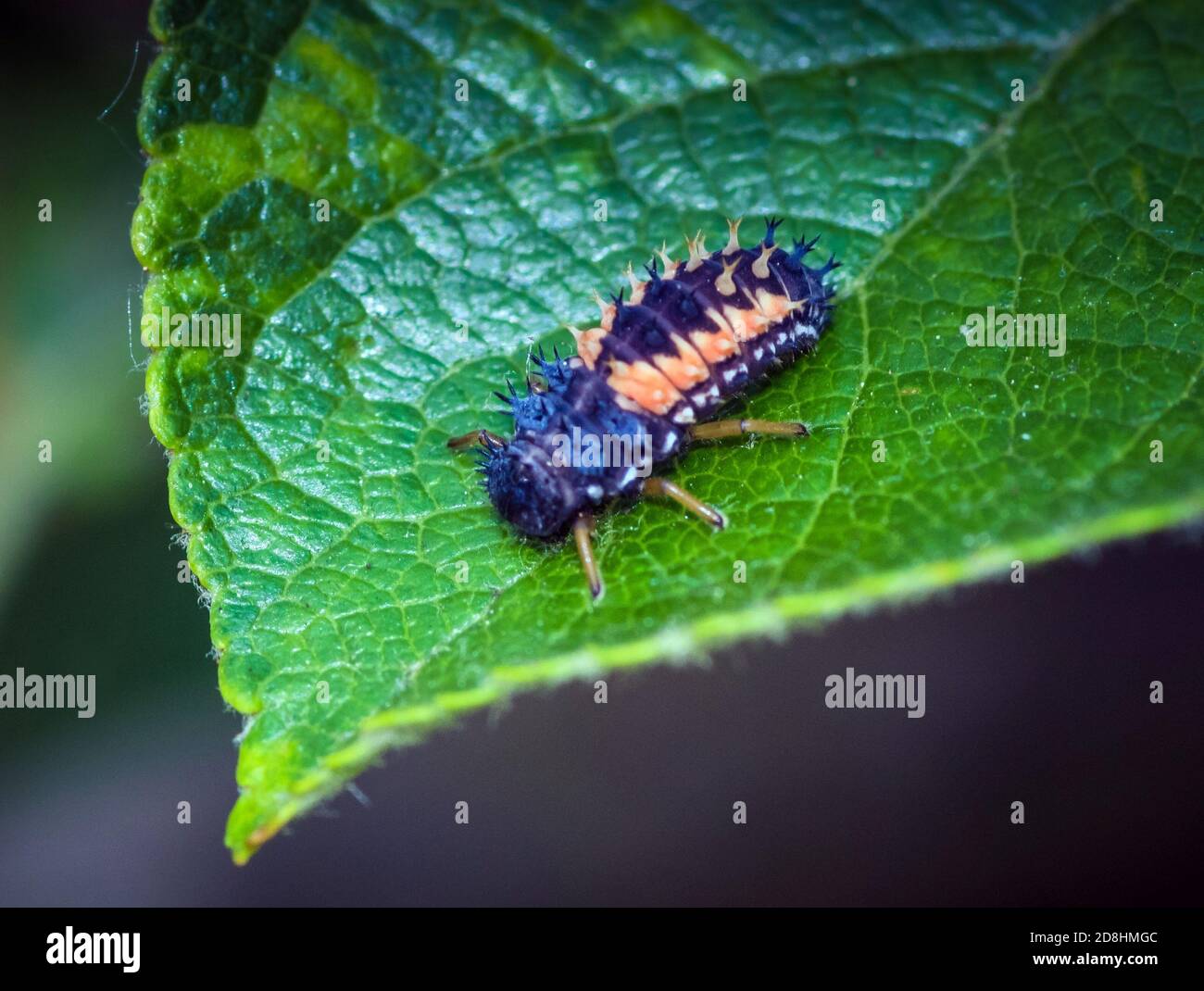 Macro shot of a larva of seven-needle ladybird on a green leaf Stock ...