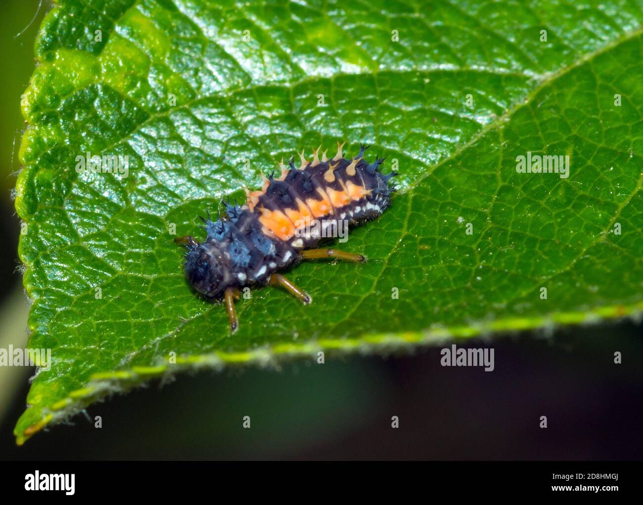 Seven needle hi-res stock photography and images - Alamy