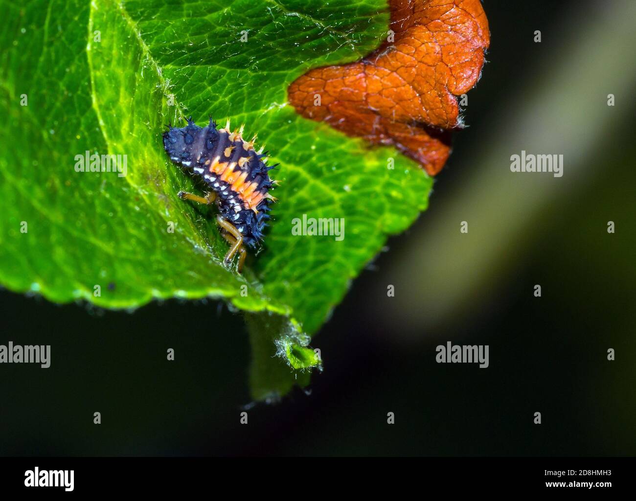 Macro shot of a larva of seven-needle ladybird on a green leaf Stock ...