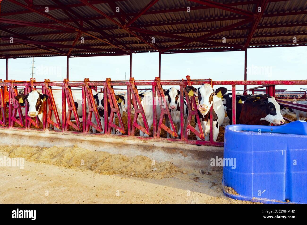 Modern outdoor cowshed with herd of milky cows Stock Photo - Alamy