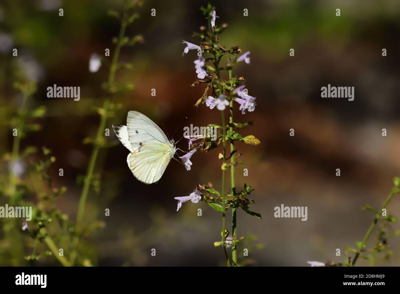 Macro photograph of an isolated specimen of Green-veined white (Pieris ...