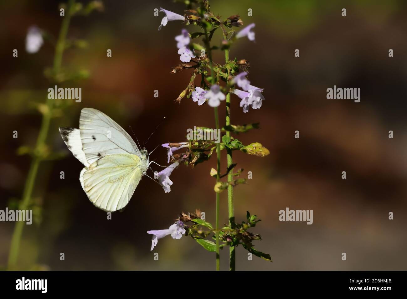 Macro photograph of an isolated specimen of Green-veined white (Pieris ...