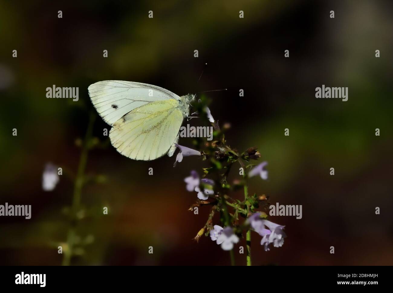 Macro photograph of an isolated specimen of Green-veined white (Pieris ...